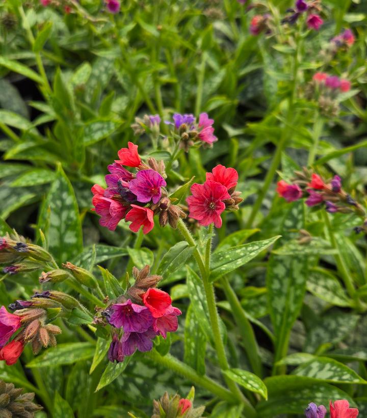 PULMONARIA `RASPBERRY SPLASH` | Bayside Garden Center