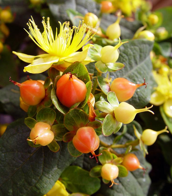 HYPERICUM INODORUM `PUMPKIN` | Bayside Garden Center