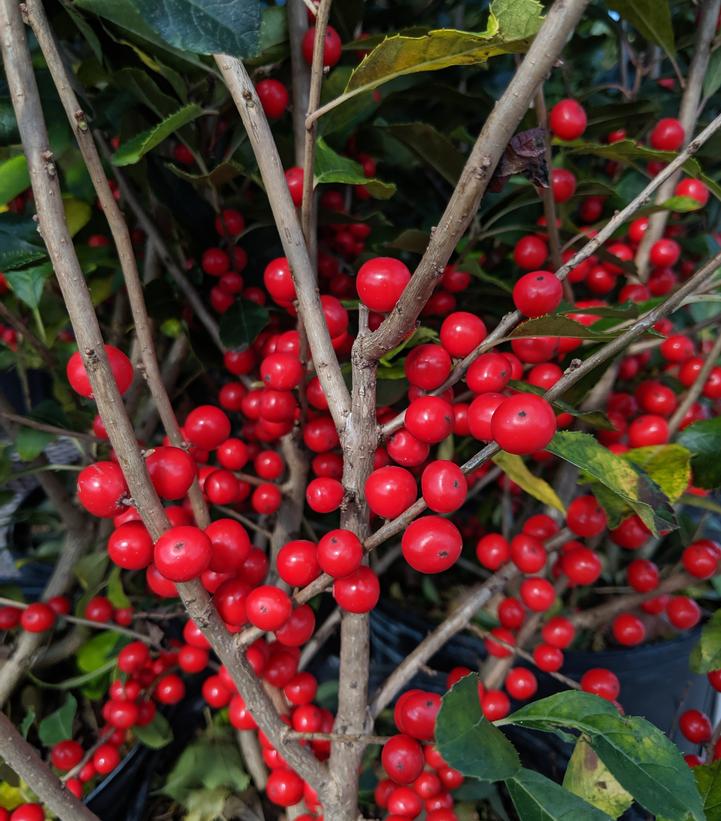 ILEX VERTICILLATA `RED SPRITE` | Bayside Garden Center