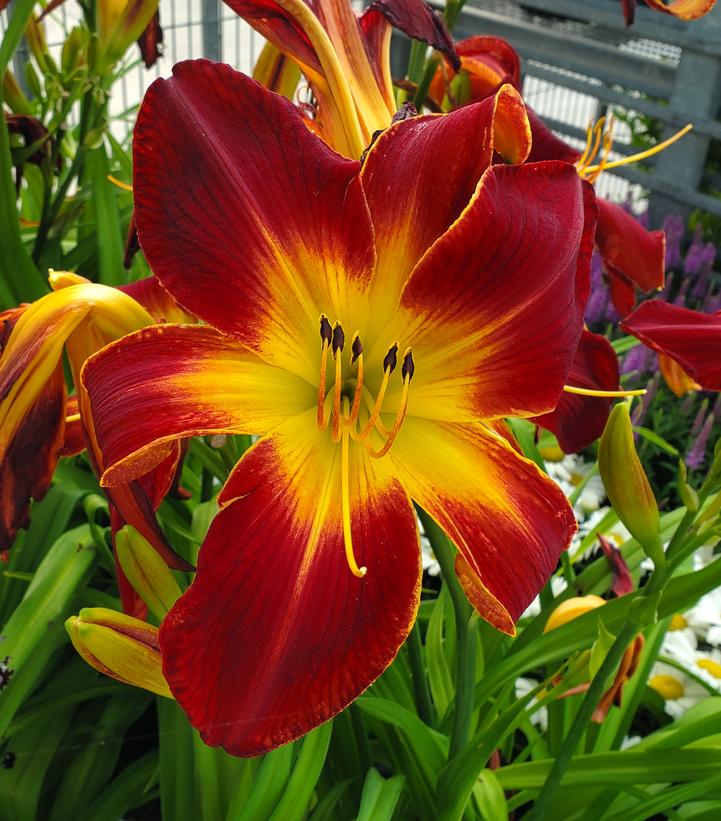 HEMEROCALLIS RAINBOW RHYTHM `RUBY SPIDER` | Bayside Garden Center