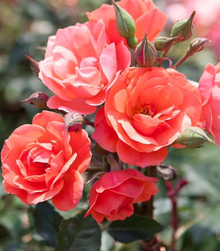 ROSA `CORAL KNOCK OUT` | Bayside Garden Center