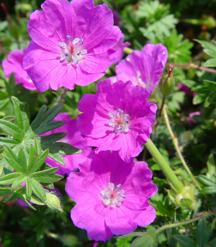 GERANIUM `MAX FREI` | Bayside Garden Center