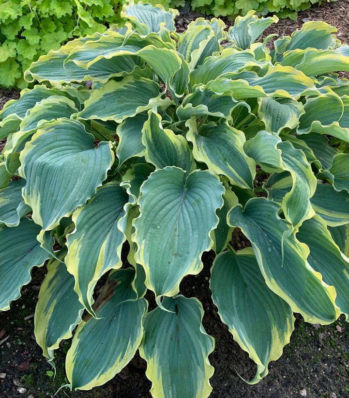 HOSTA SHADOWLAND `VOICES IN THE WIND` | Bayside Garden Center