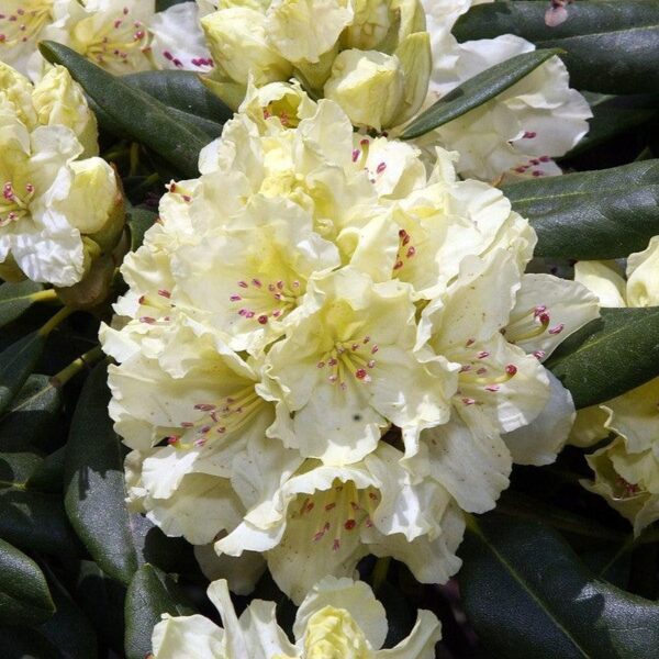 Rhododendron ‘Capistrano’ - Capistrano Rhododendron | Bayside Garden Center