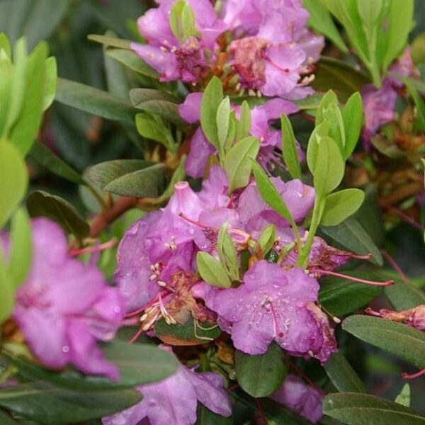 Rhododendron ‘PJM Elite’ - PJM Elite Rhododendron | Bayside Garden Center